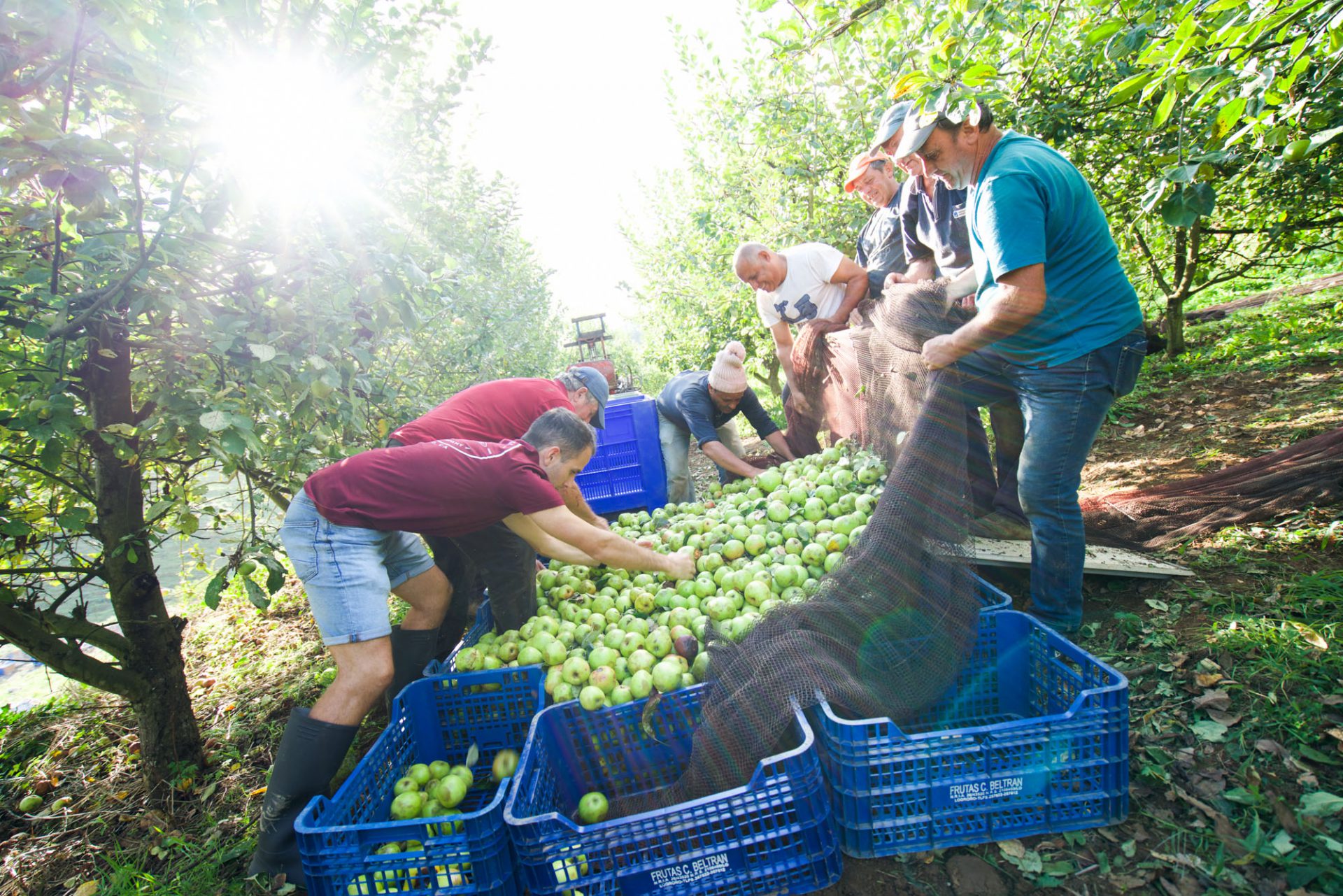 Cider apple varieties - Basque Cider - Zapiain sagardoa